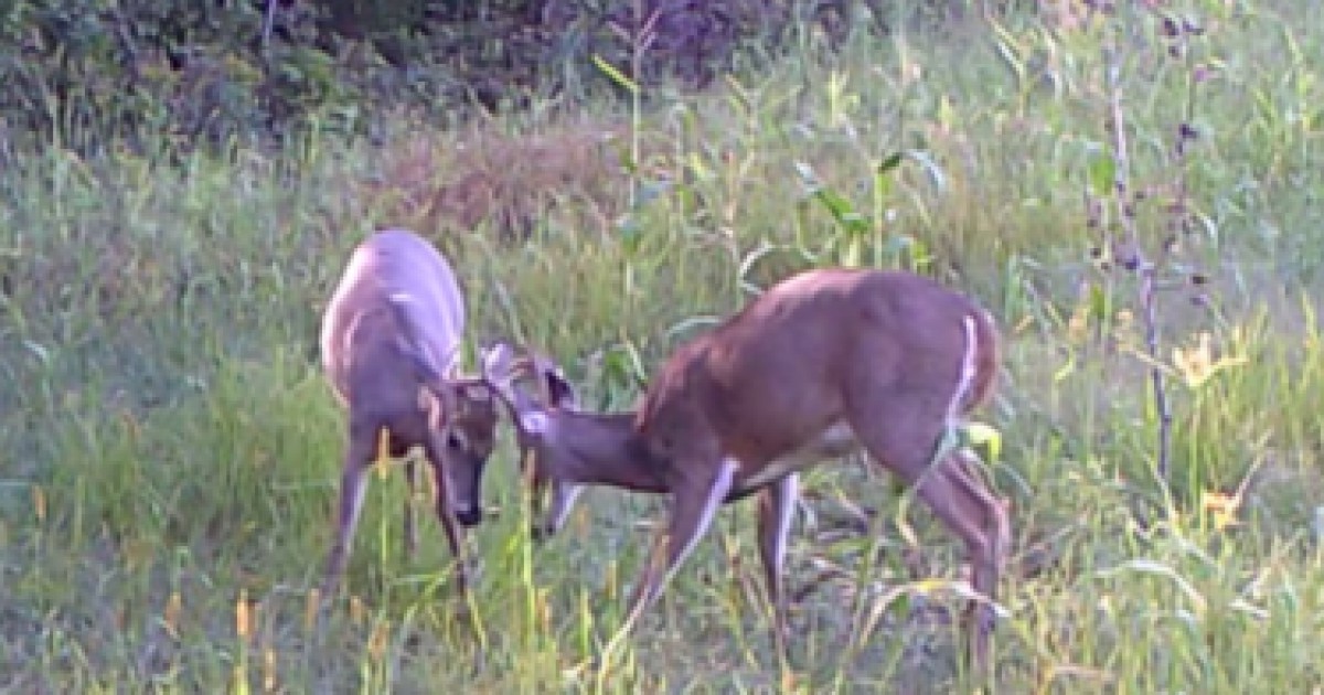 The battle of the Licking Stick - bucks establishing dominance and ...